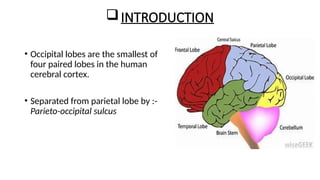 occipital rrr.pptxhovoyvygygugbbbjjjjjujj | PPTX