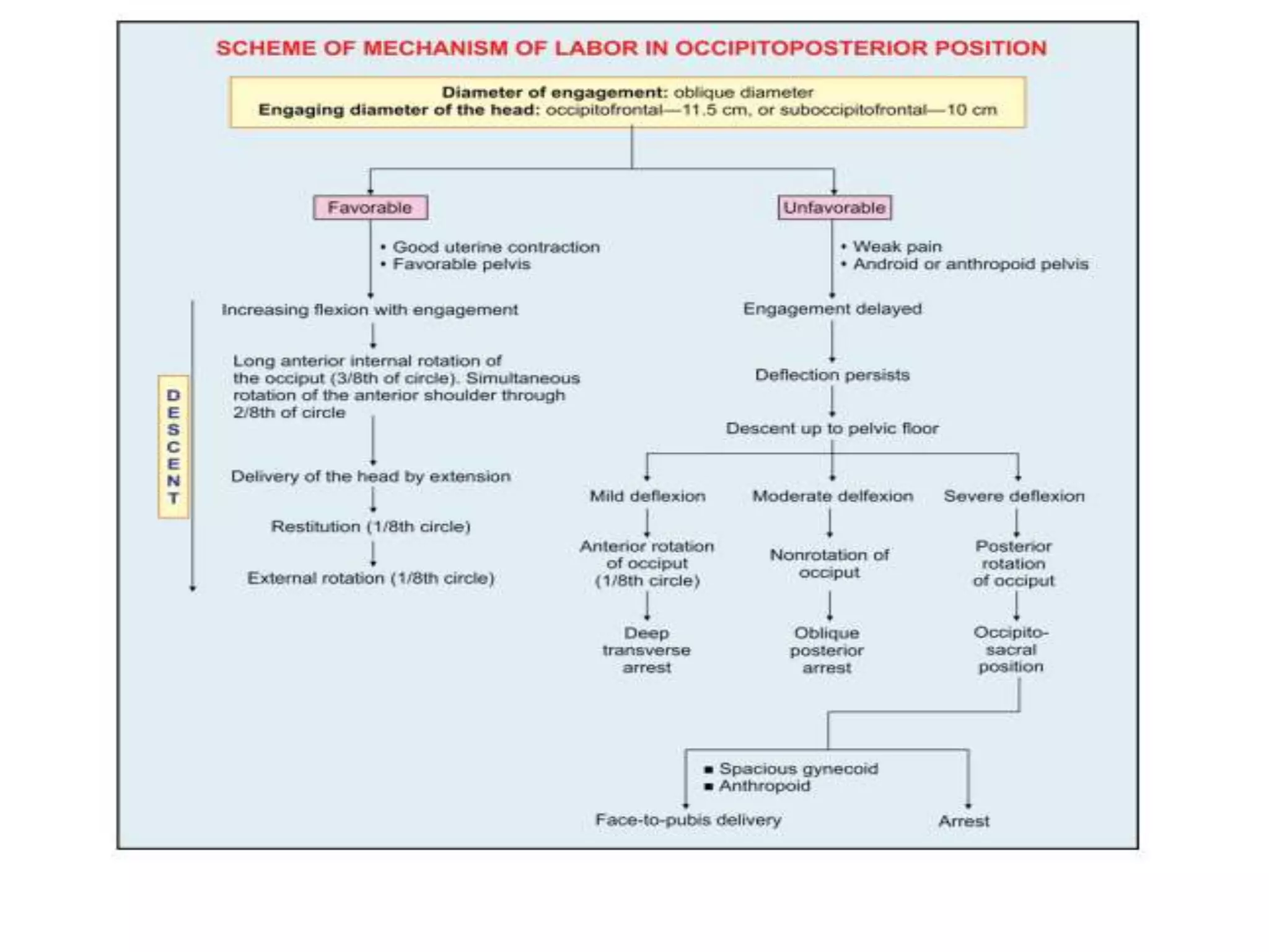 Occipito posterior position | PPTX