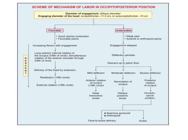 Occipito posterior position | PPTX | Pregnancy | Reproductive Health