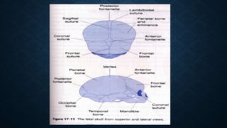 occipito posterior and shoulder presentation.pptx