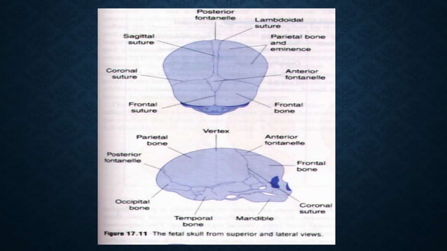 occipito posterior and shoulder presentation.pptx