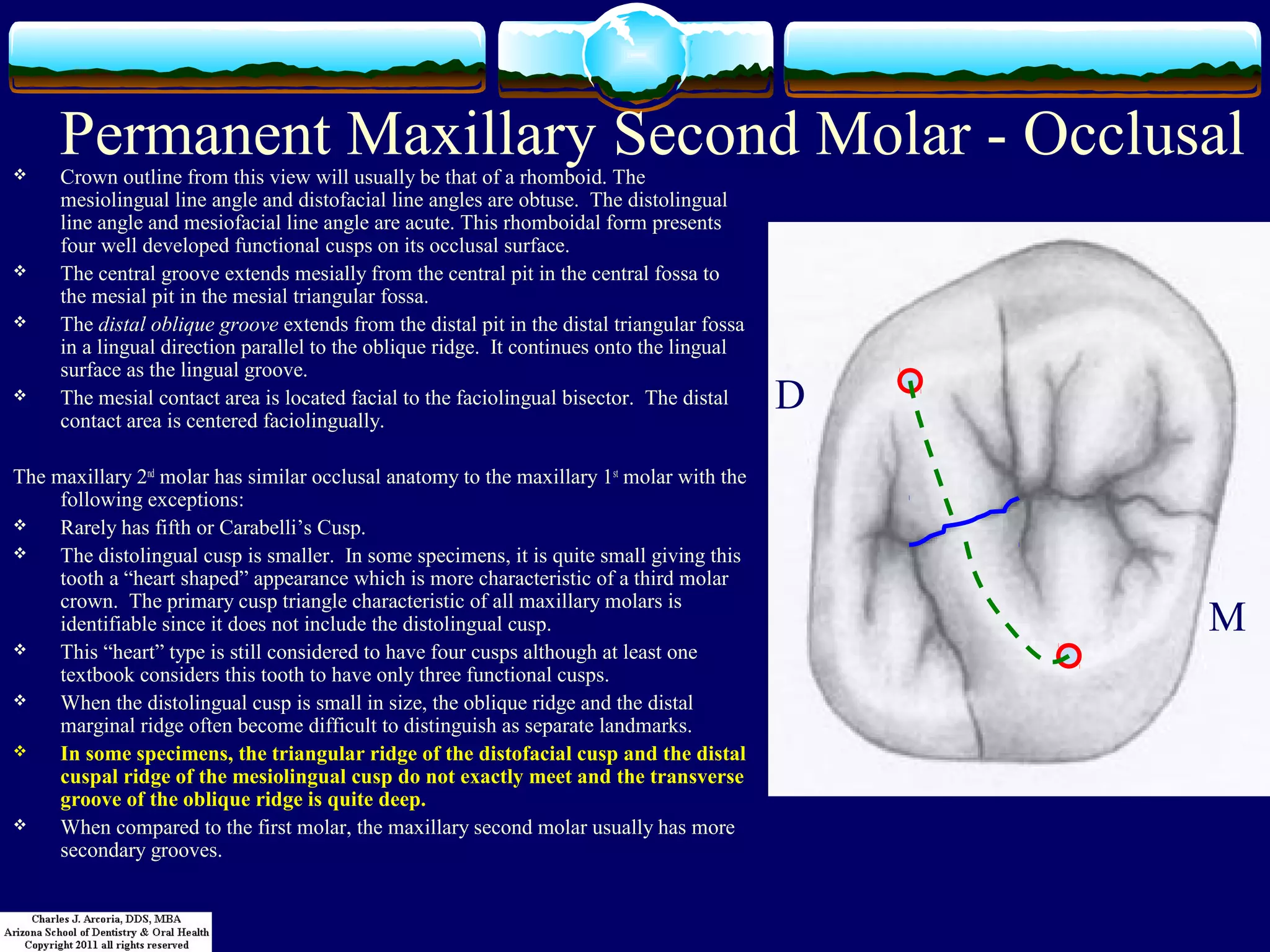 Occlusal aspect of maxillary 2nd molar | PPT