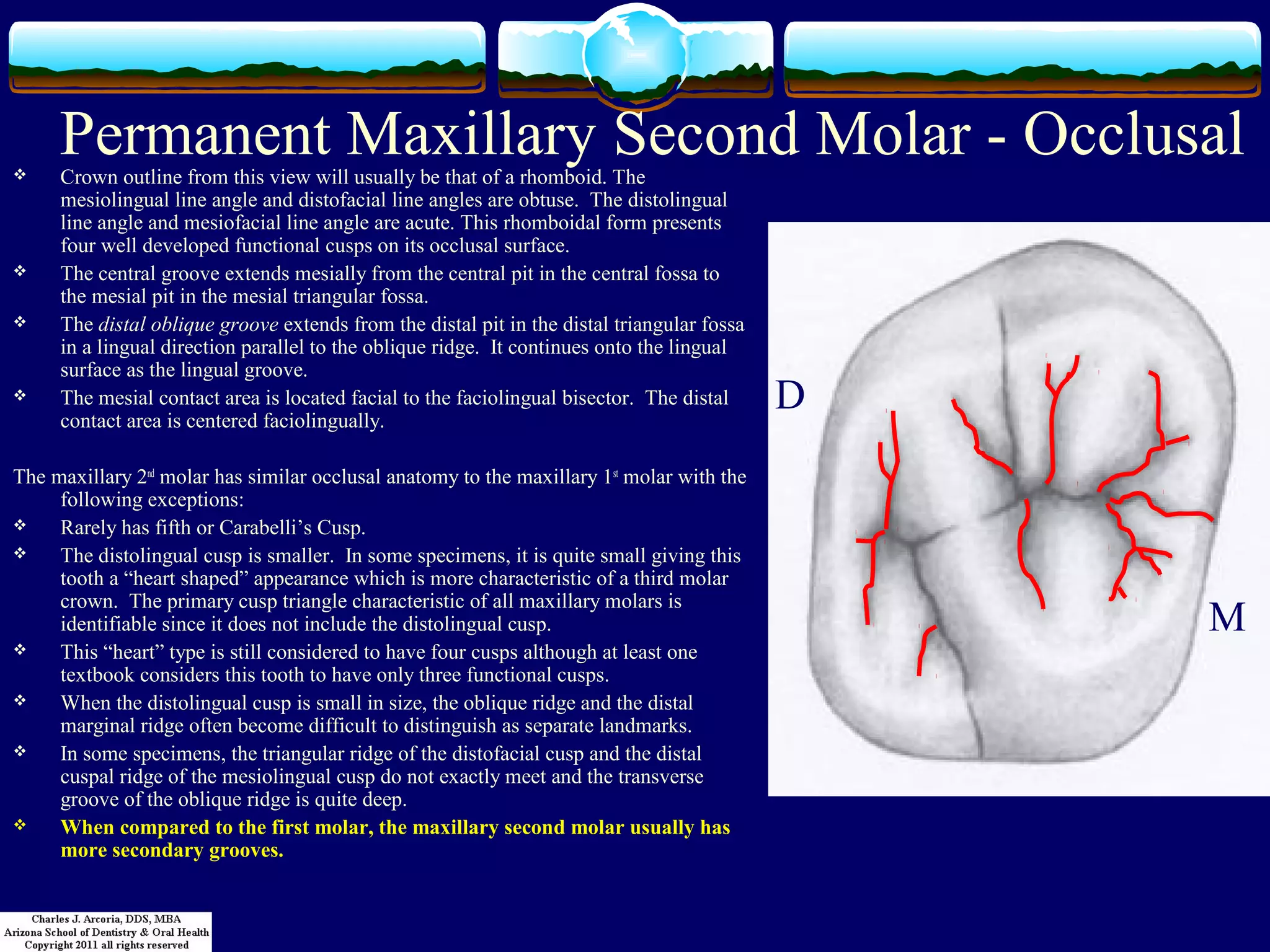 Occlusal aspect of maxillary 2nd molar | PPT