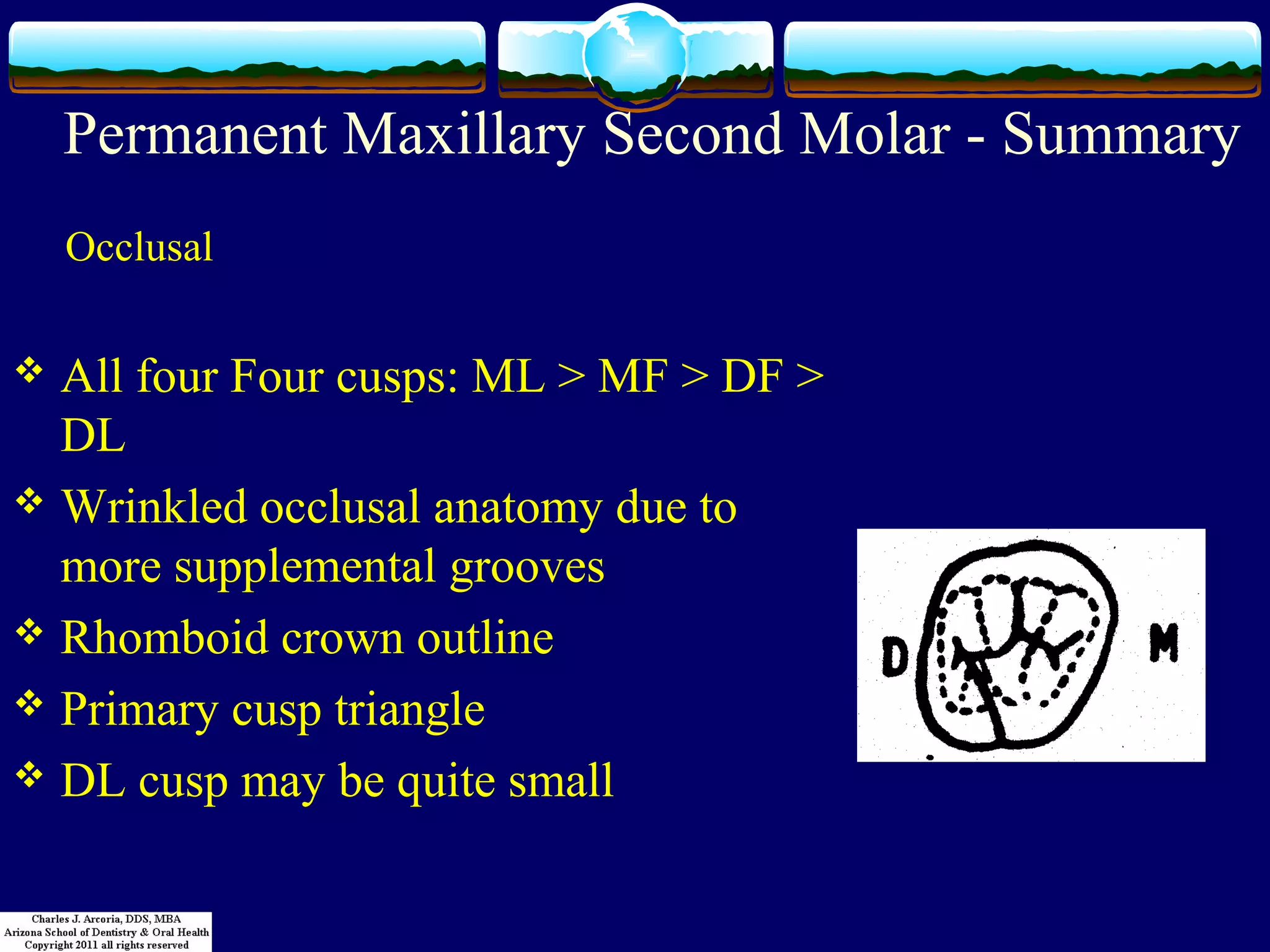 Occlusal aspect of maxillary 2nd molar | PPT