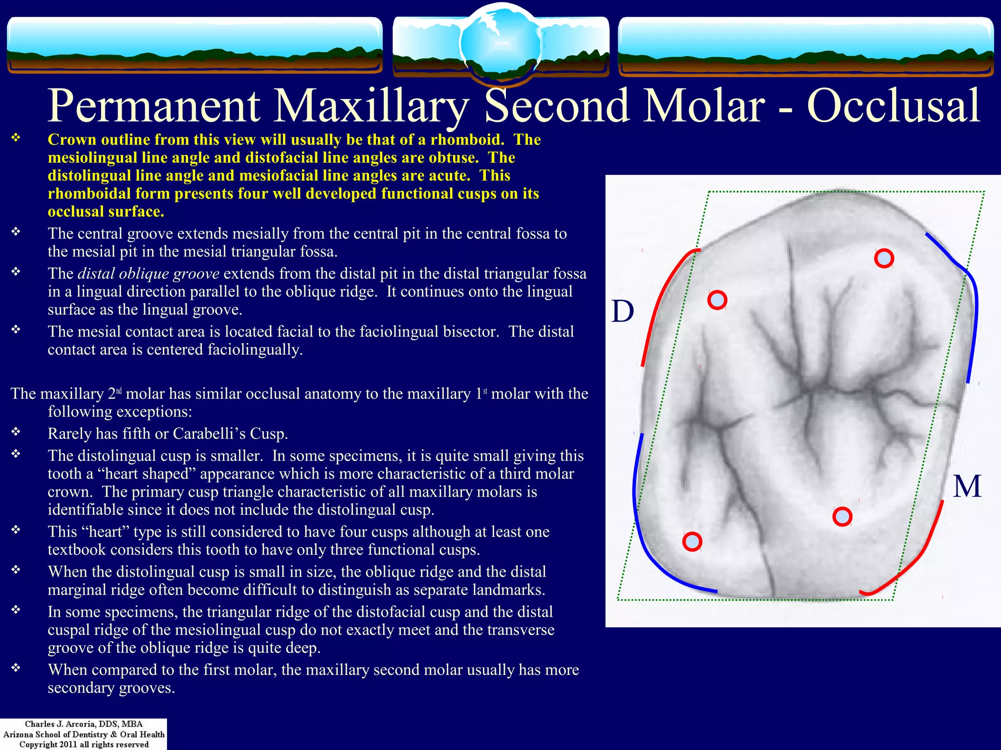 Occlusal aspect of maxillary 2nd molar | PPT