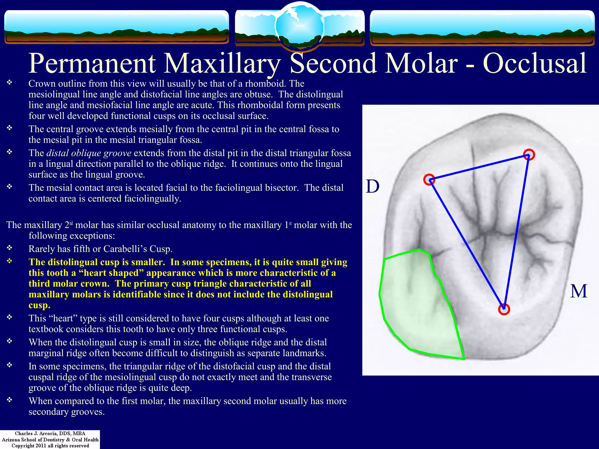 Occlusal aspect of maxillary 2nd molar | PPT