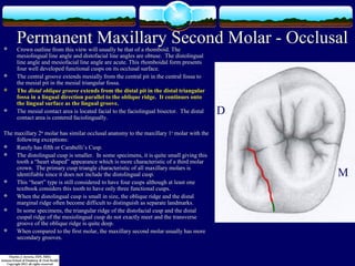 Occlusal aspect of maxillary 2nd molar | PPT