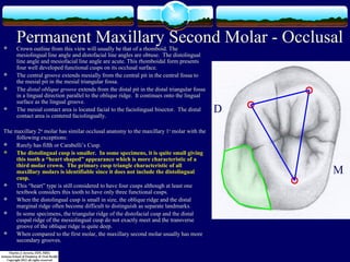 Occlusal aspect of maxillary 2nd molar | PPT