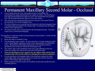 Primary Maxillary Second Molar
