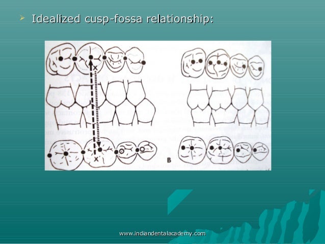 Occlusion concepts part 1 / dental courses