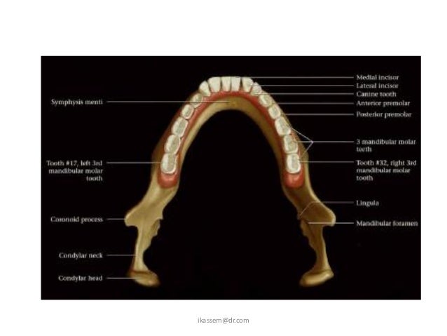 Occlusal techniques