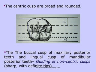 Occlusion /certified fixed orthodontic courses by Indian dental academy ...
