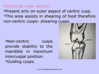 Occlusion | PPT