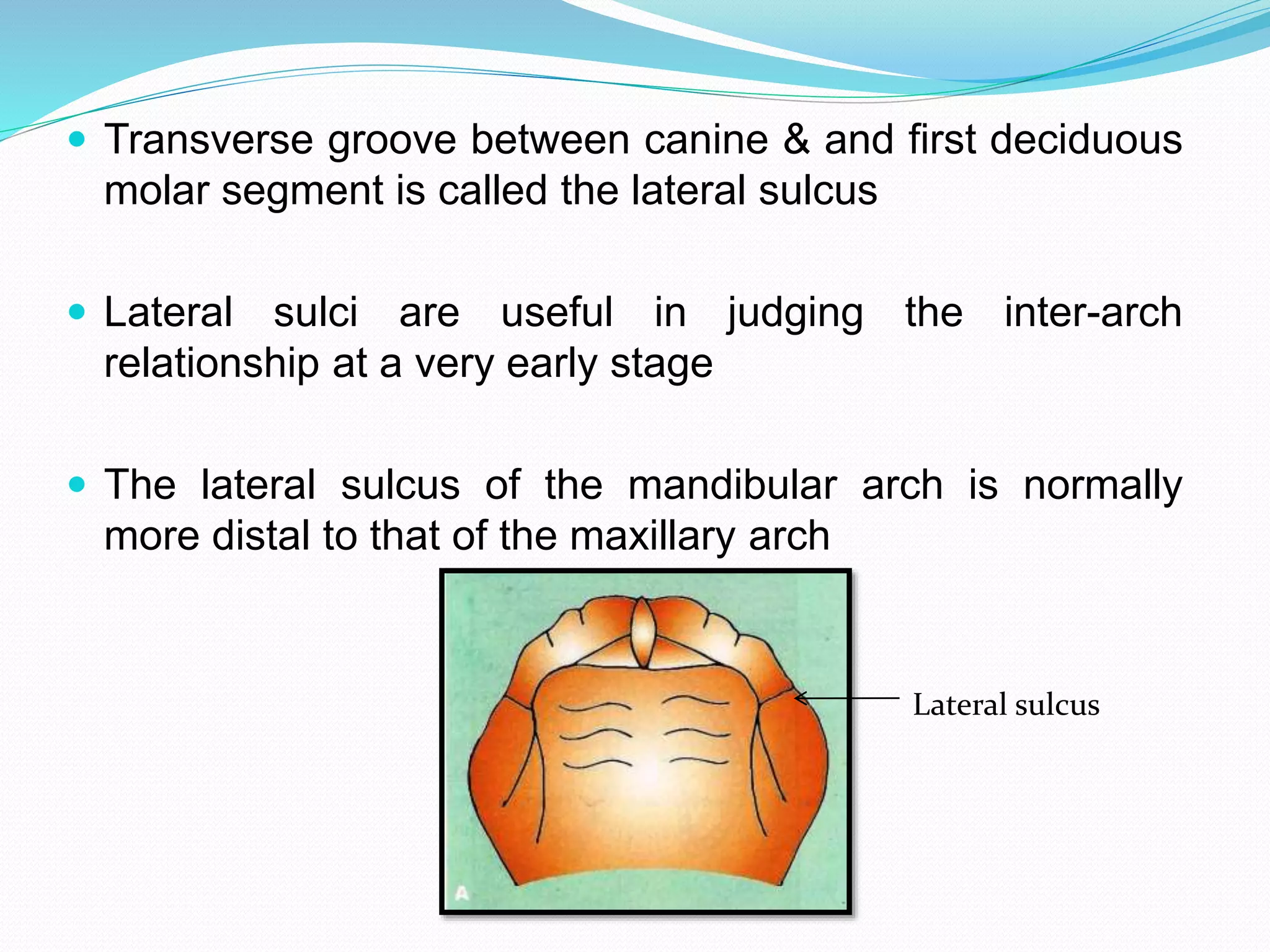 Development of Occlusion | PPTX