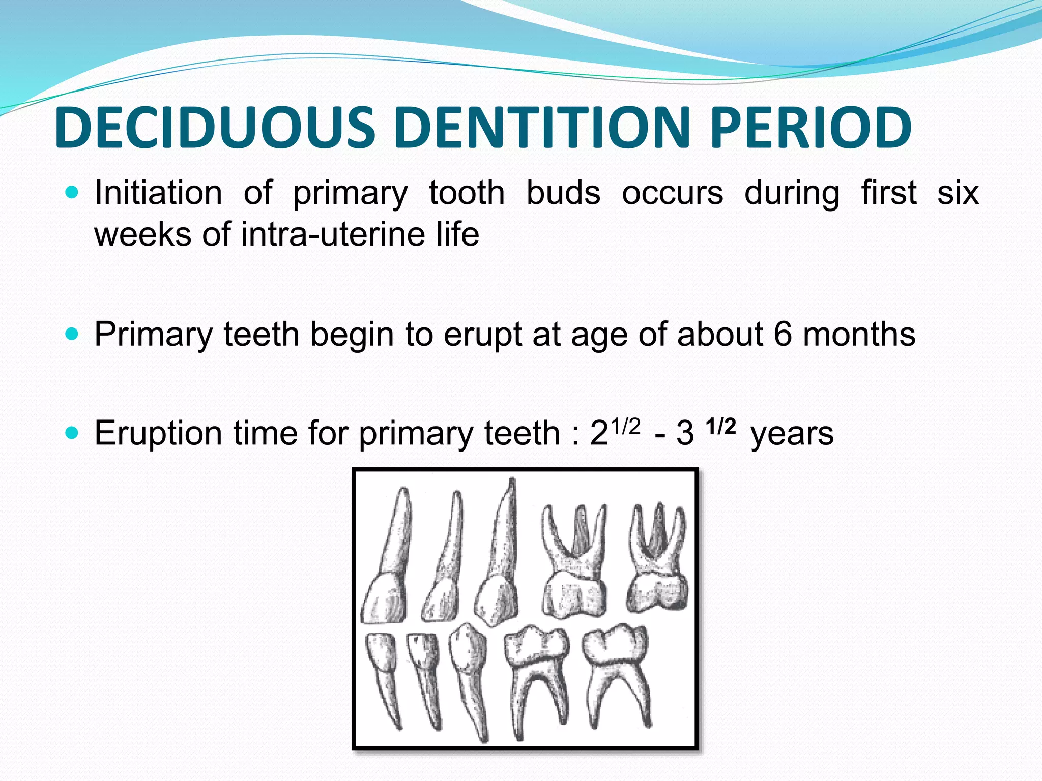 Development of Occlusion | PPTX
