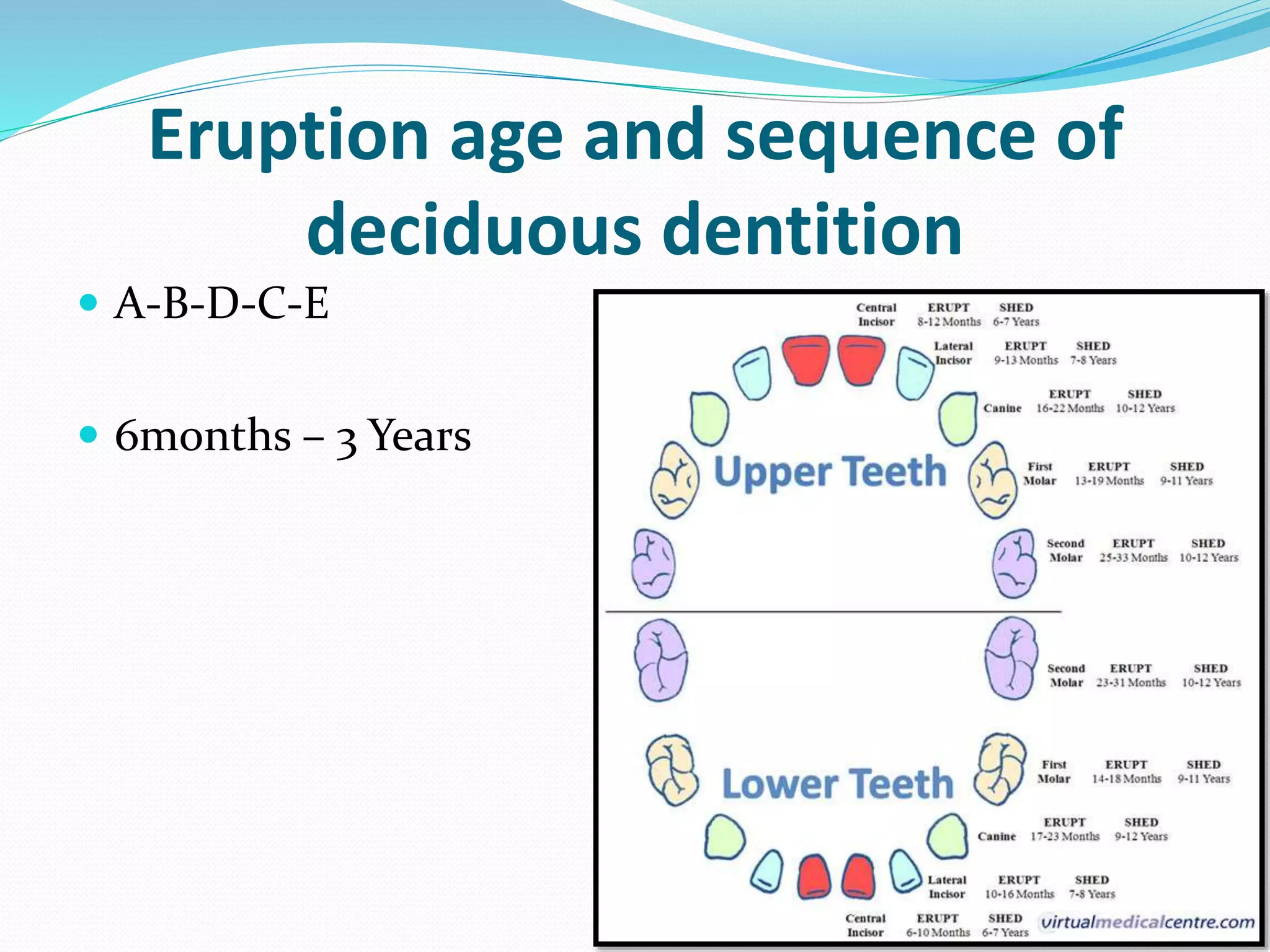 Development of Occlusion | PPTX
