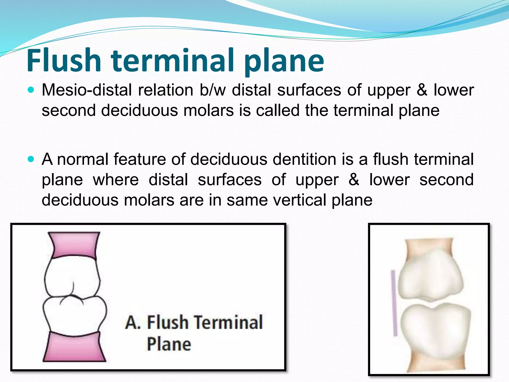 Development of Occlusion | PPTX
