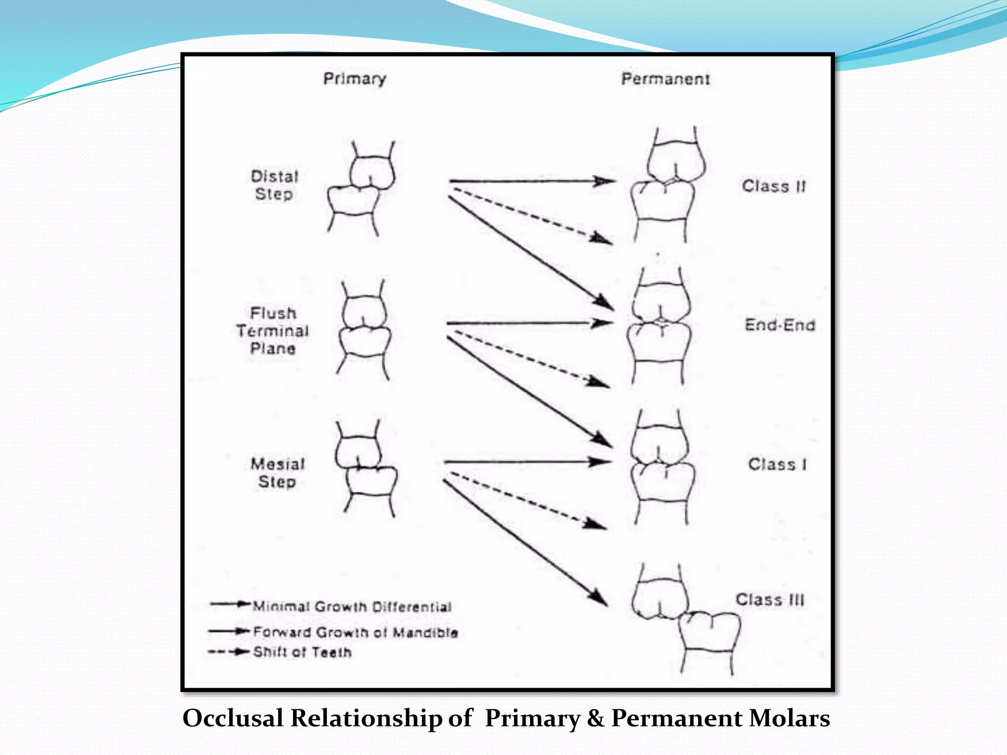 Development of Occlusion | PPTX