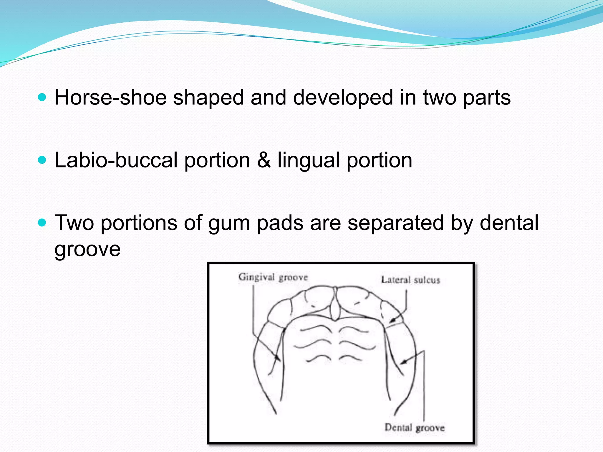 Development of Occlusion | PPTX