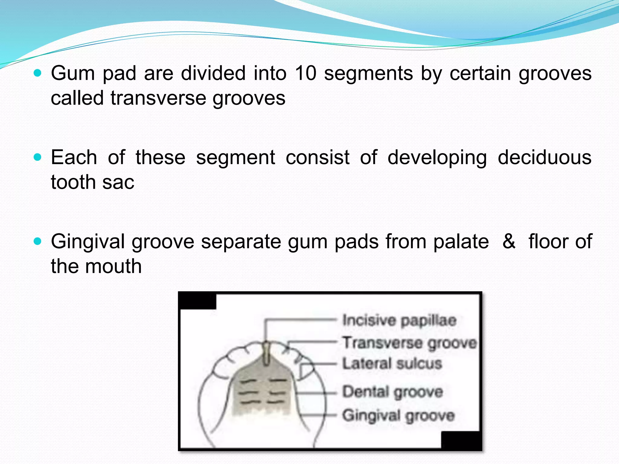Development of Occlusion | PPTX
