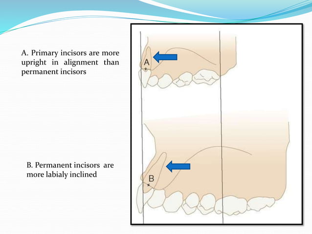 Development of Occlusion | PPTX