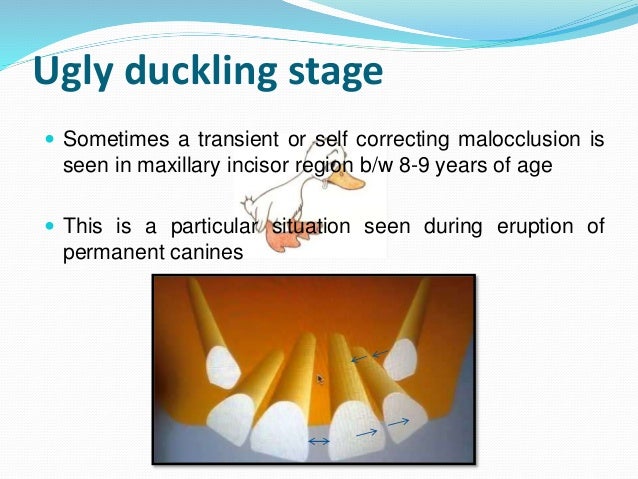 Development of Occlusion