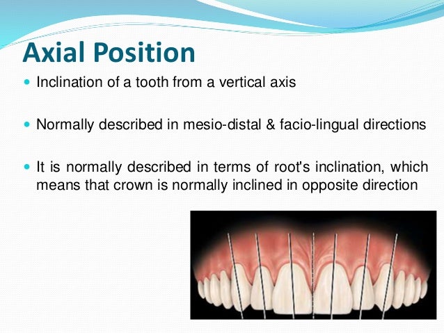 Development of Occlusion