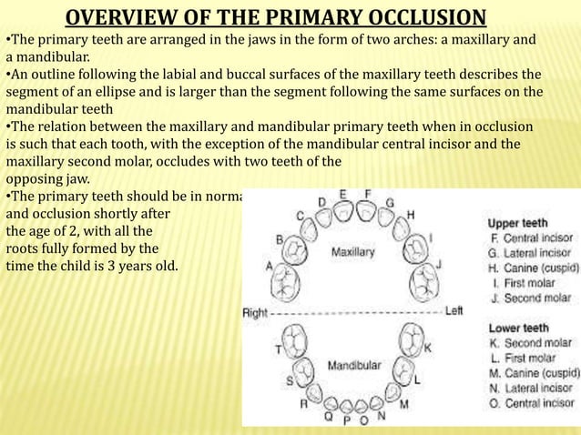 Occlusion | PPTX