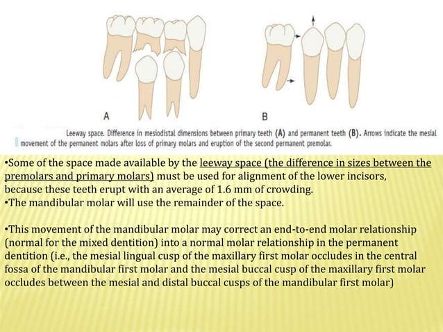 Occlusion | PPTX
