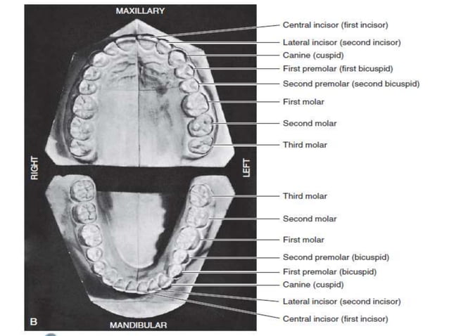 Occlusion | PPTX