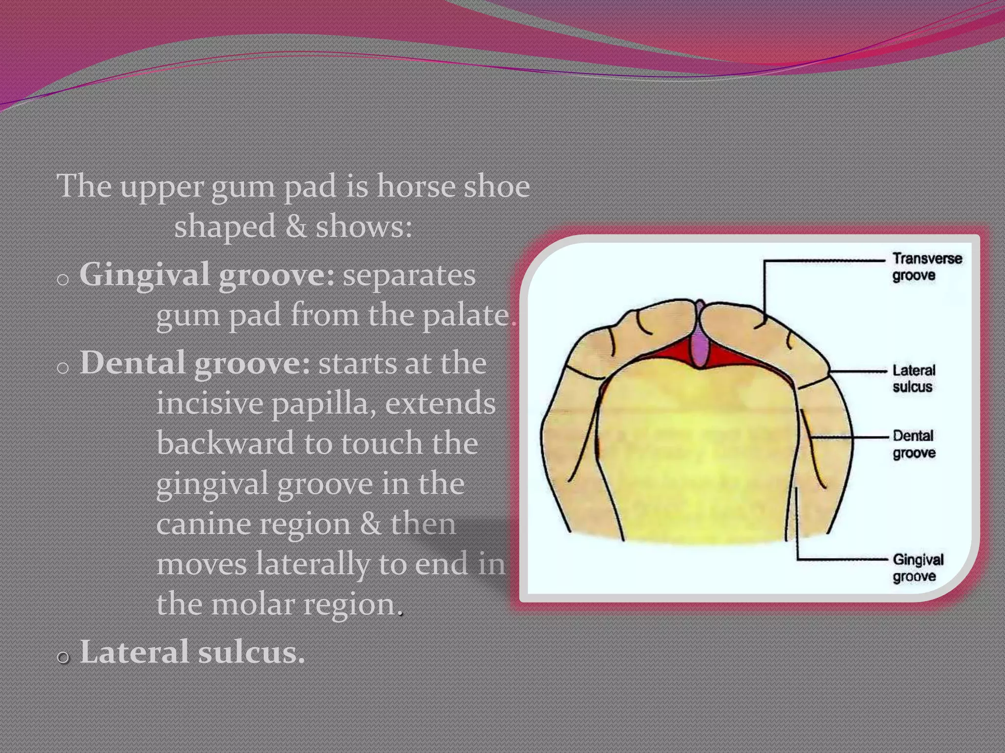 Occlusion | PPTX