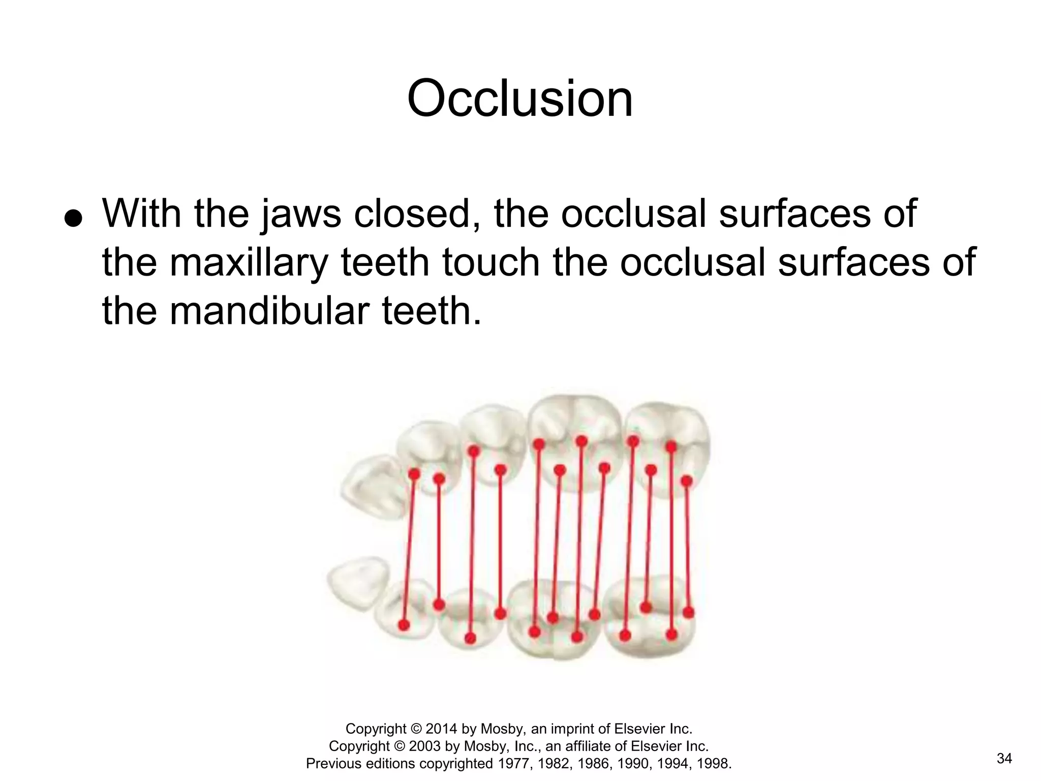 Basic Occlusion | PPT