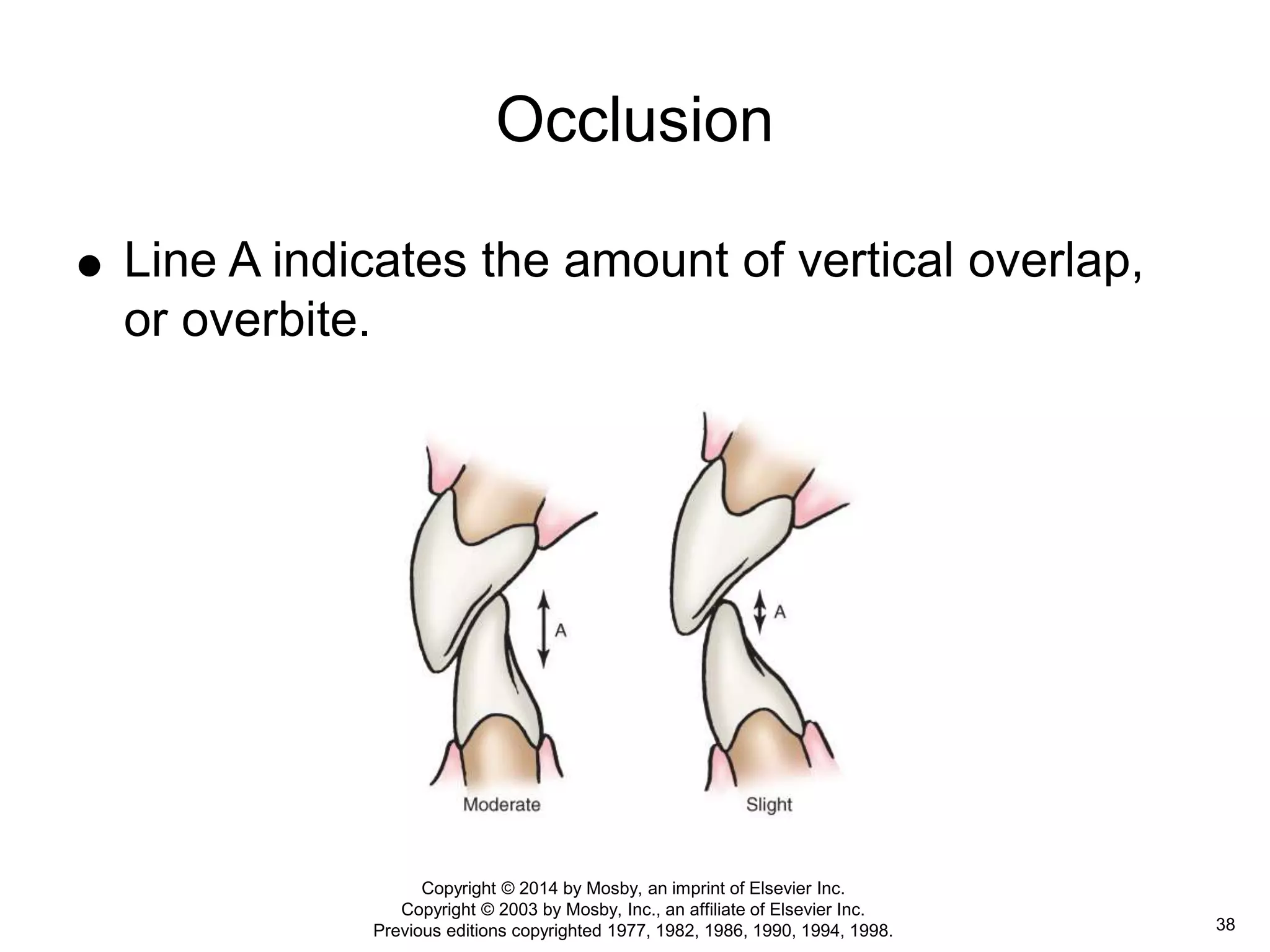 Basic Occlusion | PPT
