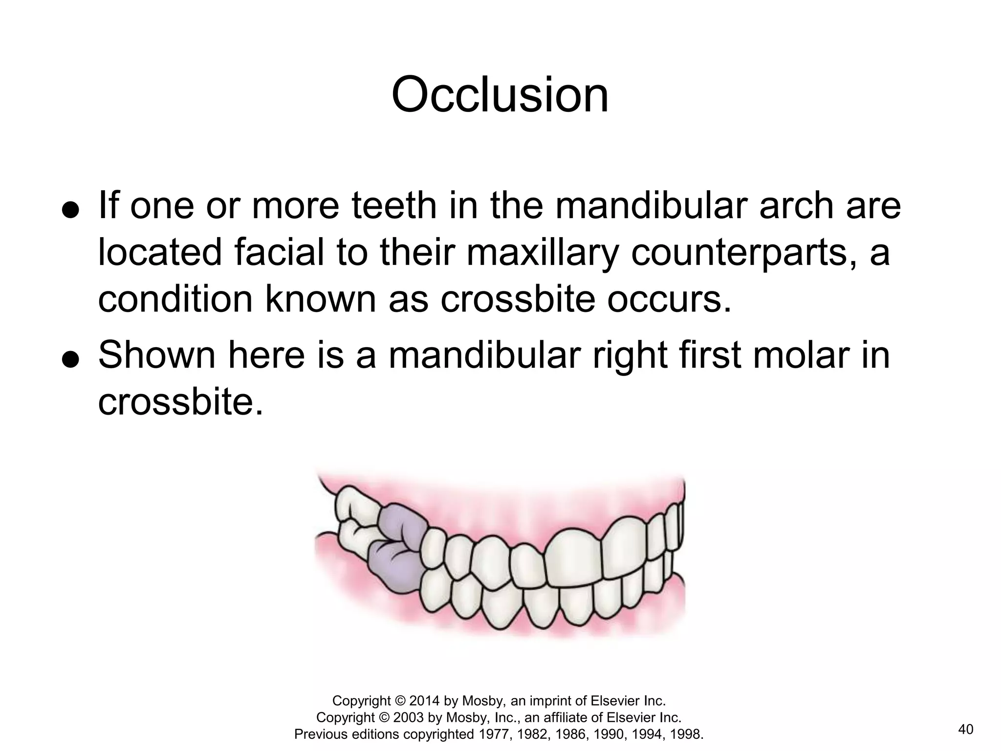 Basic Occlusion | PPT