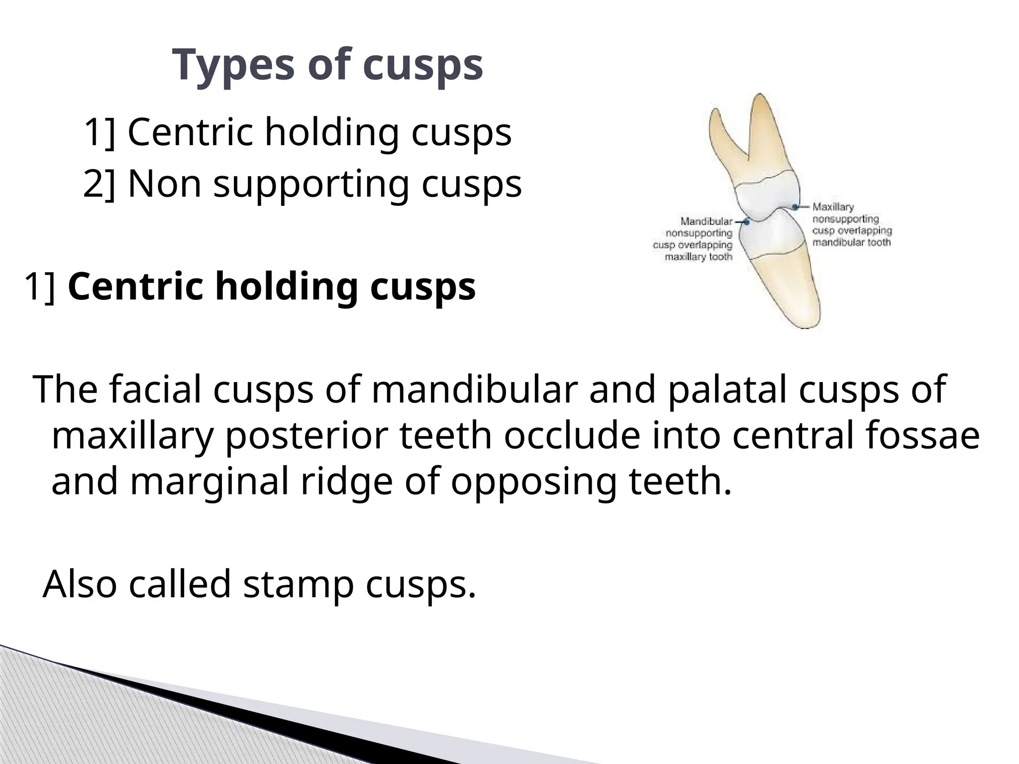 OCCLUSION- Occlusion is a complex phenomenon involving the teeth ...