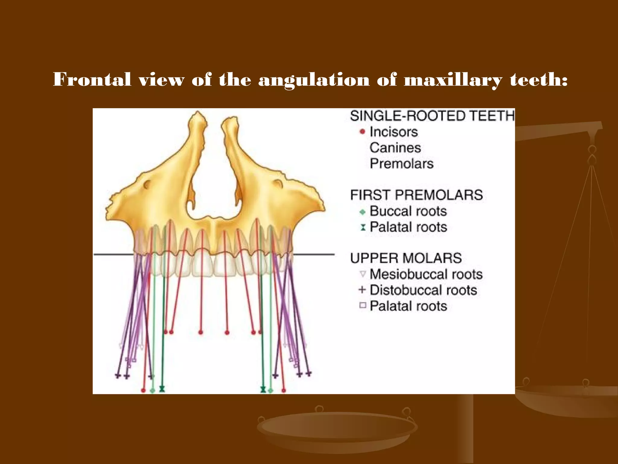 Dental Occlusion | PPT