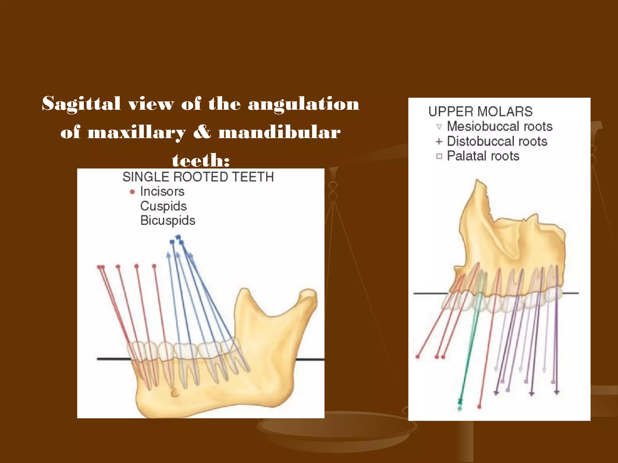 Dental Occlusion | PPT