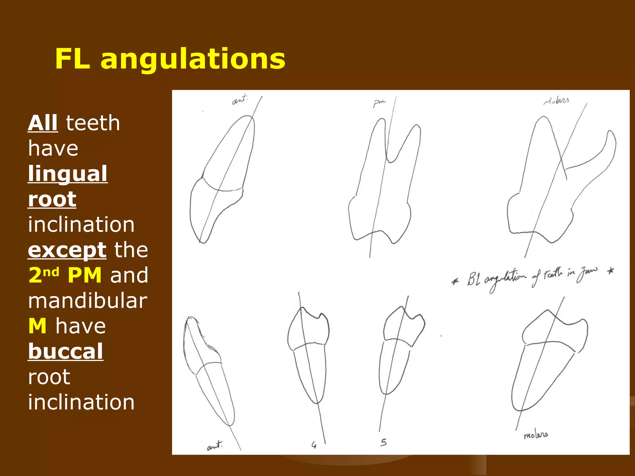 Dental Occlusion | PPT