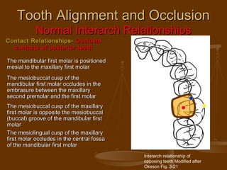 Dental Occlusion | PPT