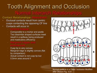 Dental Occlusion | PPT