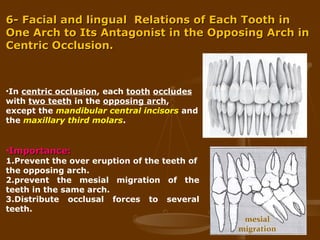 Maxillary Arch Occlusal View Anatomy