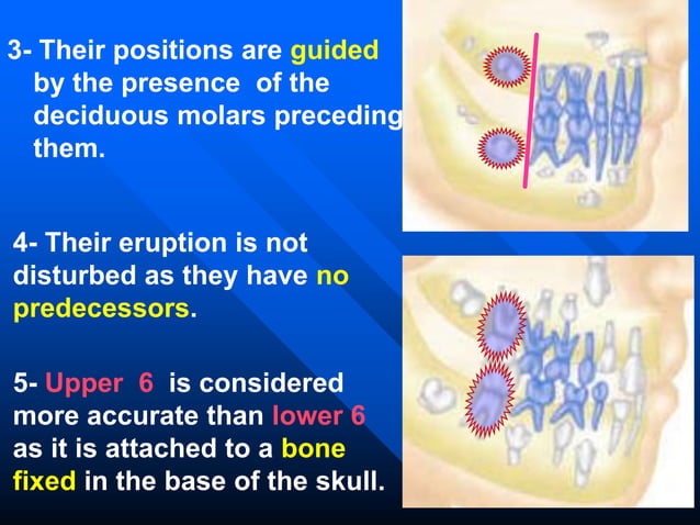 Occlusion1 Dr. Reham 6OU 2024 (1) pdf... | PPT