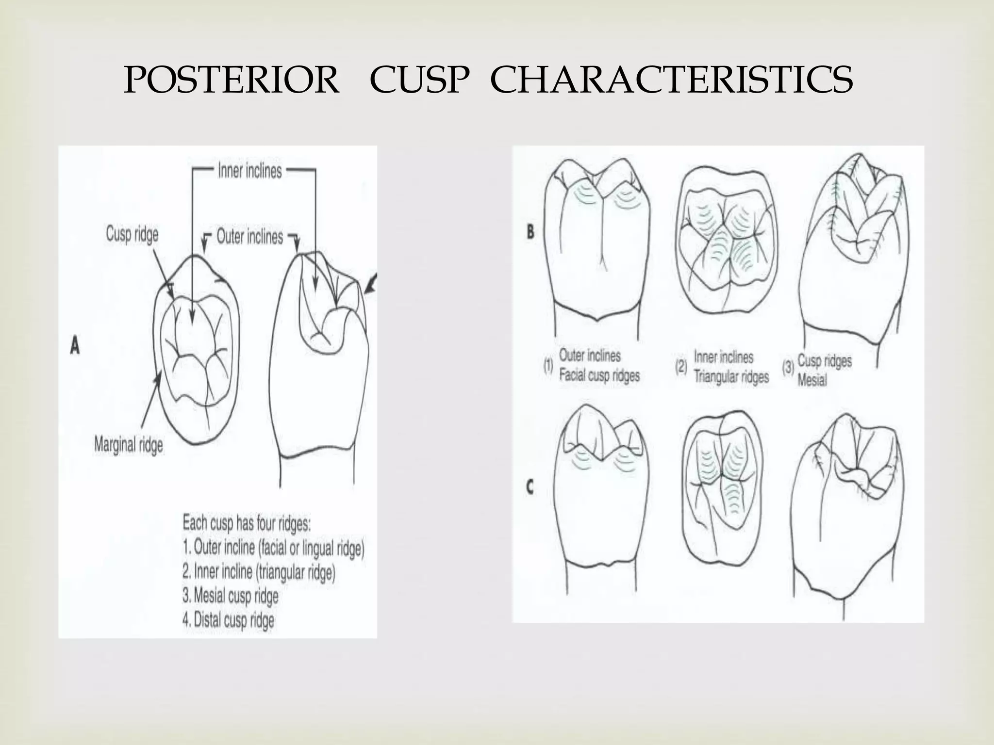 Occlusion in conservative dentistry | PPTX