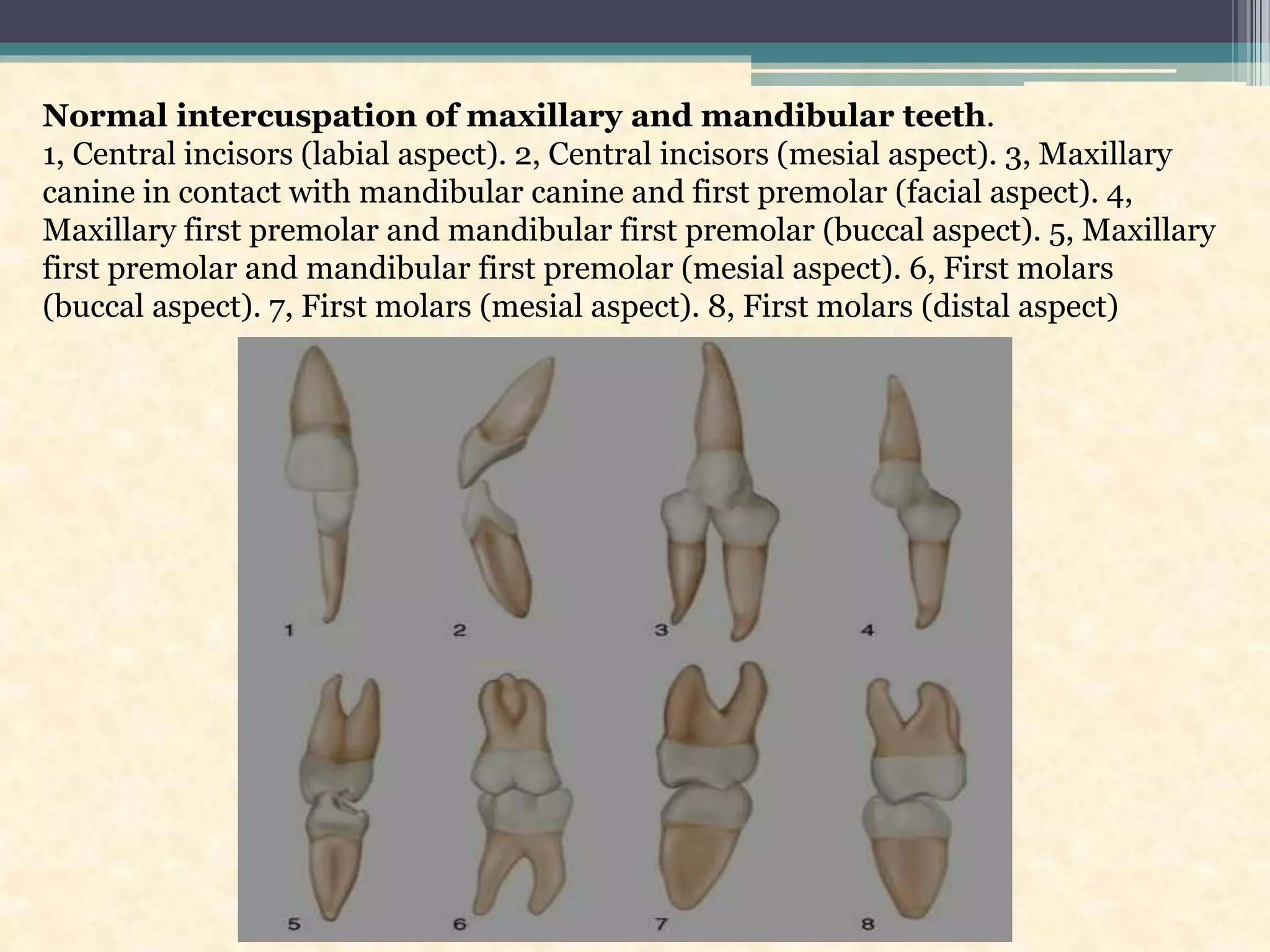 Occlusion in dentistry | PPTX