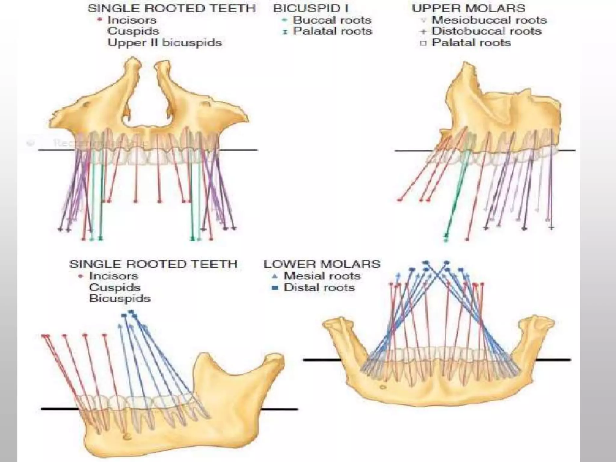 OCCLUSION | PPTX