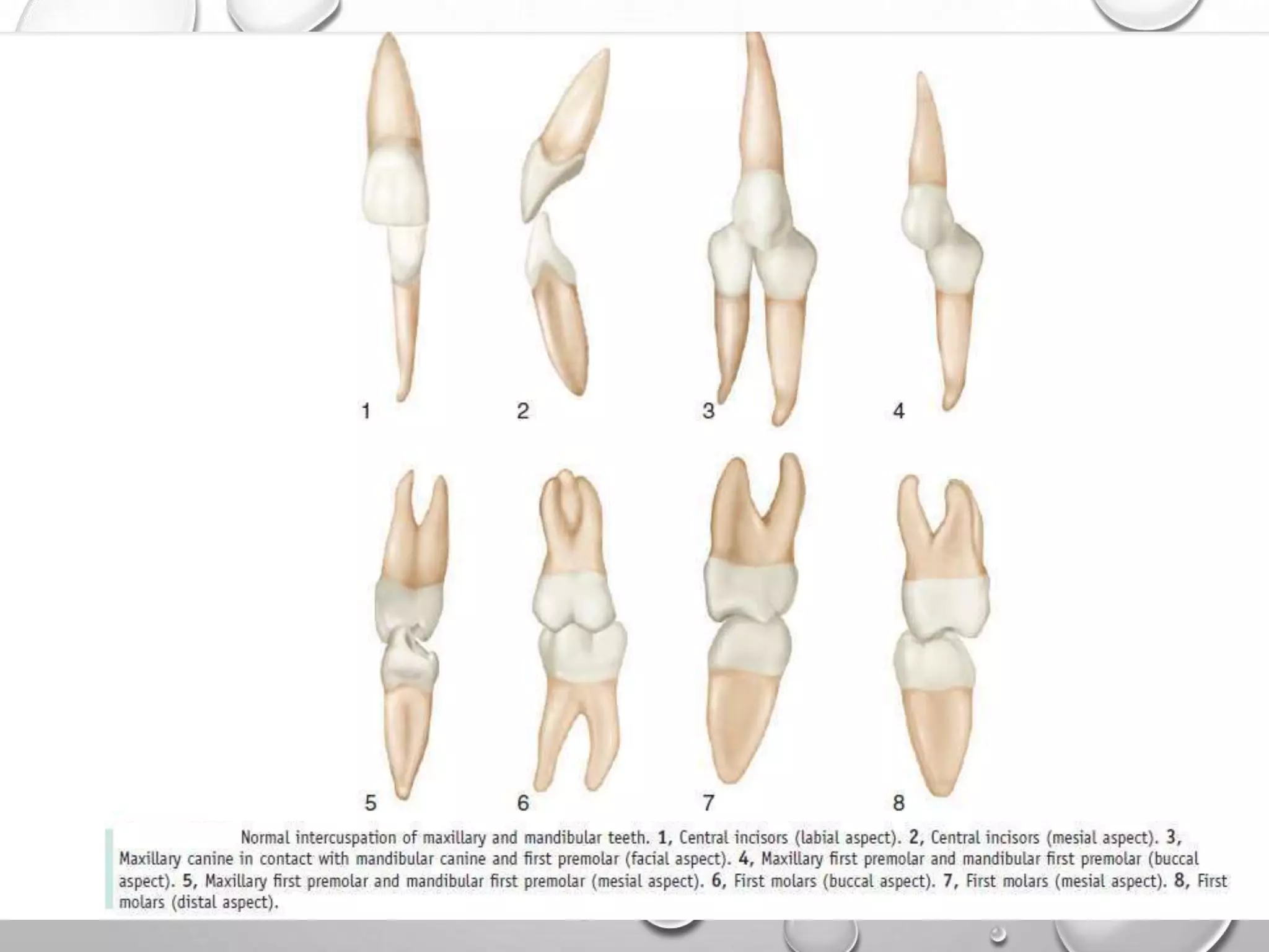 OCCLUSION | PPTX