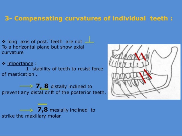 ]Dental Occlusion part 1