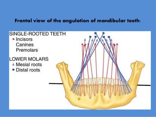 ]Dental Occlusion part 1