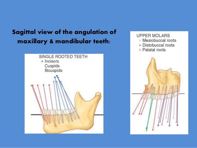 ]Dental Occlusion part 1