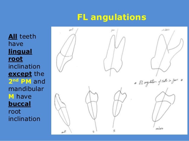 ]Dental Occlusion part 1